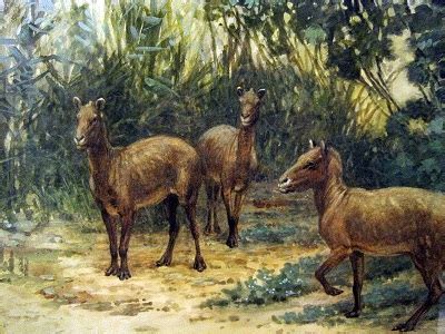 Eohippus Características Morfología Reproducción Nutrición Lifeder