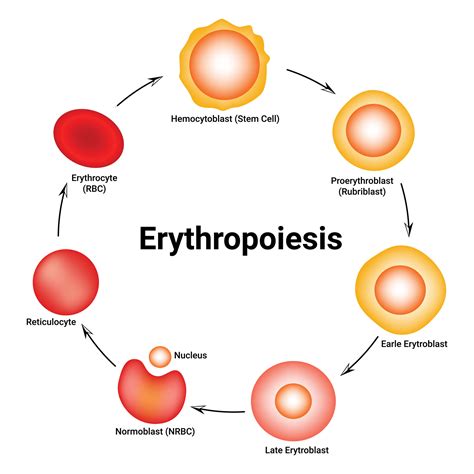 Eritropoyesis Ciencias Diseño Ilustración Diagrama 46452124 Vector En Vecteezy