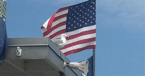 At The Beach Today I Saw This Winged Rat Posing As A Bald Eagle In