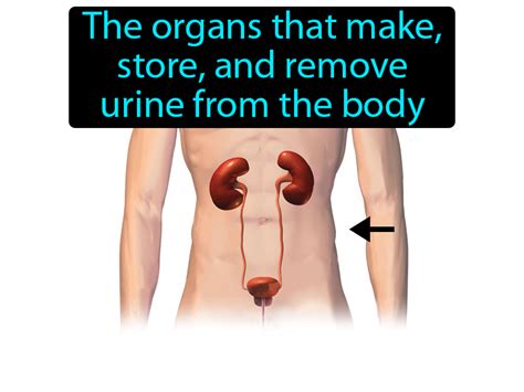 Urinary System Definition Image GameSmartz