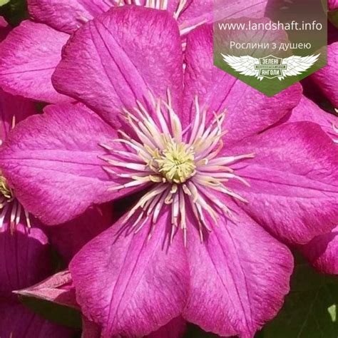 Clematis 'Ville de Lyon', Клематис 'Вілль де Ліон' |landshaft.info