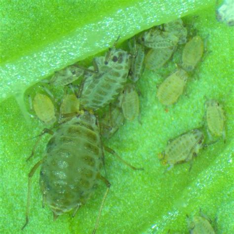 Aphids Key Pest In Vegetables Fruit And Ornamental Crops