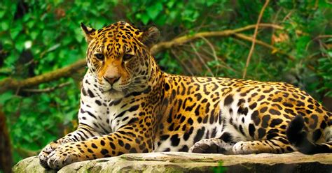 Cuál es la diferencia entre el jaguar y el leopardo