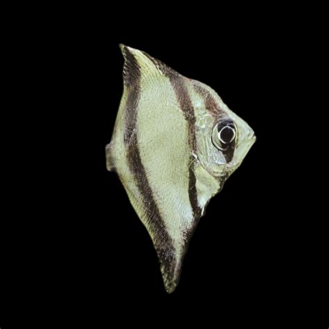 Sebae Mono Angelfish Monodactylus Sebae 3cm Sims Tropical Fish