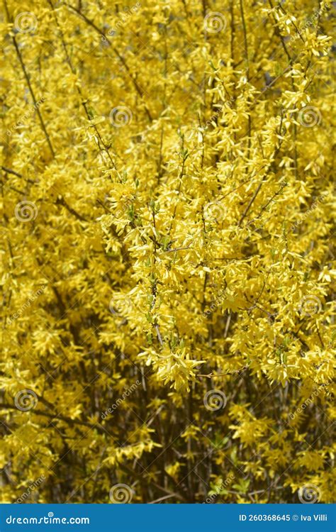 Pleurs De Forsythie Image Stock Image Du Botanique 260368645