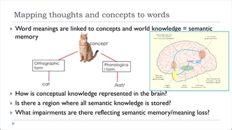 3semantic Memory And The Meaning Of Words Flashcards Quizlet