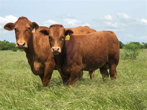 Casey Beefmasters The Finest Of The Beefmaster Breed Since 1948