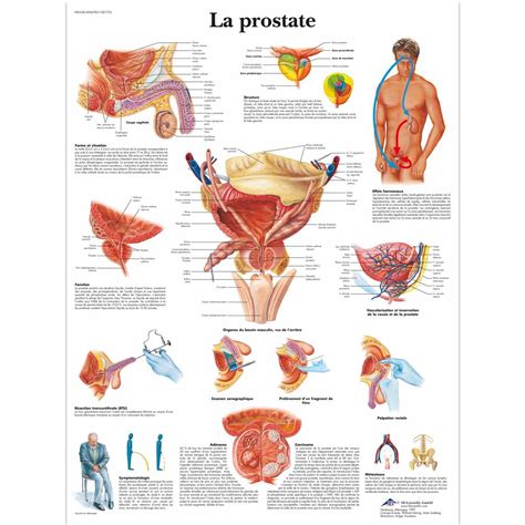 The Prostate Gland Chart Vr1528 3b Scientific