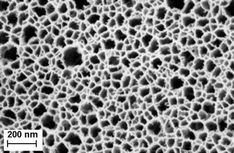Scanning Electron Microscopy Sem Image Of The Top Layer Porous