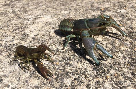 Predator Parfum Makes For Unexpectedly Bold Crayfish Canadian Science