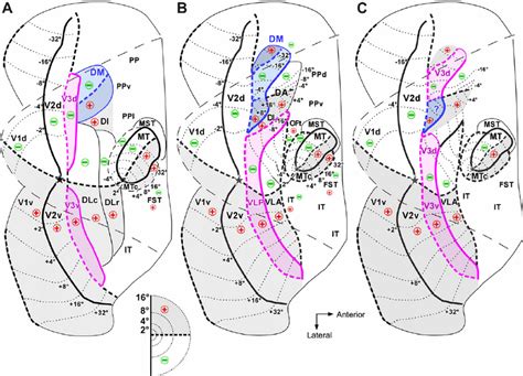 Three Partitioning Models Proposed For The Marmoset Third Tier Visual Download Scientific