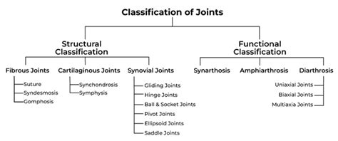 Types Of Joints Classification Of Joints In Human Body GeeksforGeeks