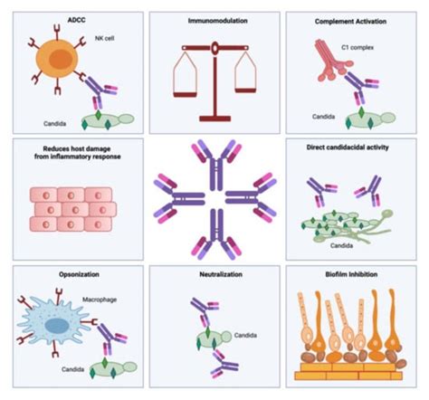 Vaccines Free Full Text The Role Of B Cells And Antibodies Against