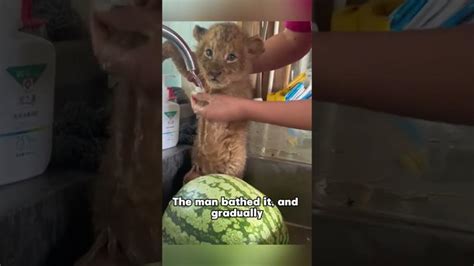 Bashar Omar On Linkedin This Little Lion Cub Was Desperate For Its