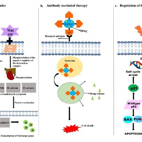 Pdf Targeted Photodynamic Therapy As Potential Treatment Modality For The Eradication Of Colon