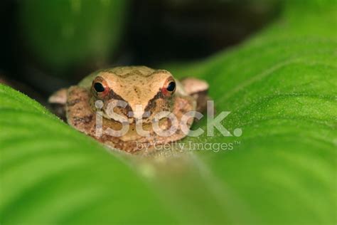 Spring Peeper Stock Photo Royalty Free Freeimages