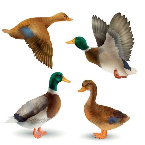 Wild Ducks Set 25804500 Vector Art At Vecteezy