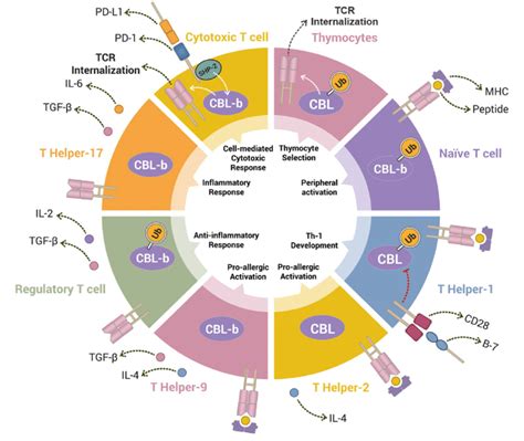 Negative Signaling Pathways Mediated By Casitas B Lineage Lymphoma Download Scientific Diagram