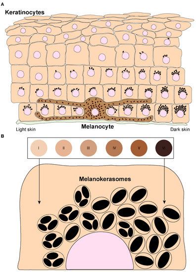 Ijms Free Full Text Melanins Journey From Melanocytes To Keratinocytes Uncovering The