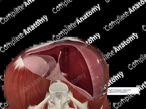 Right Triangular Ligament Complete Anatomy