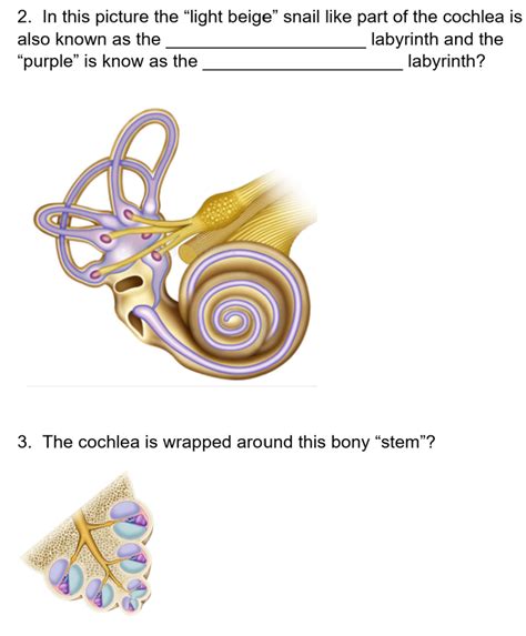 Inner Ear Anatomy 1 Diagram Quizlet