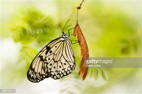 Large Tree Nymph Photos And Premium High Res Pictures Getty Images