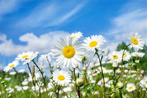 10 Best South Carolina Landscaping Plants 2023 Guide The Gardening Dad