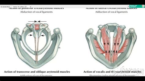 Thyroarytenoid Muscle