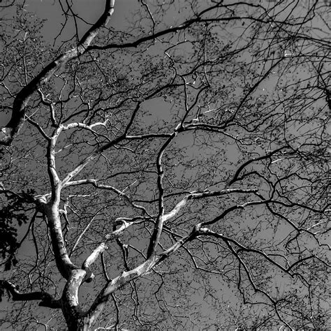 Contre Jour Sur Un Platane Backlight On A Plane Tree Flickr