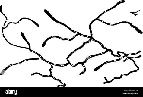 Branching Filamentous Structure Cut Out Stock Images And Pictures Alamy