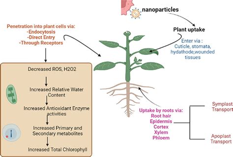 The Small Nps Enter Plant Roots Through Root Epidermal Cells Capillary Download Scientific