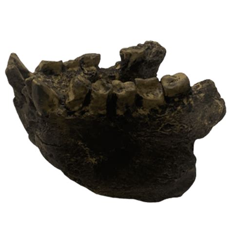 Gigantopithecus Kayrote