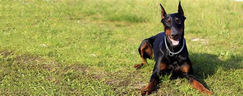 Doberman Pinscher Dog Breed Health History Appearance Temperament