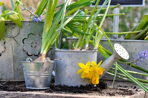 Metal Flower Pots Stock Image Image Of Forget Container 80808533