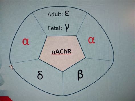 Neuromuscular Block Agents Flashcards Quizlet