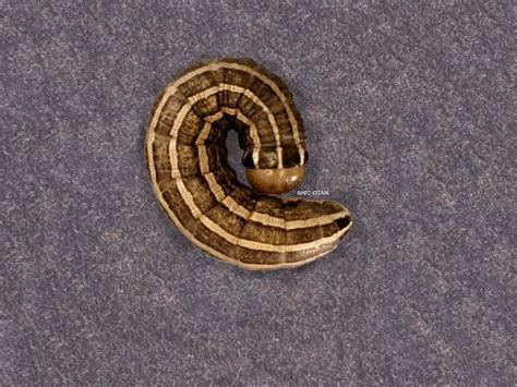 Prairie Pest Monitoring Network Blog Pest Insects