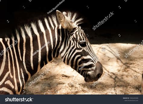 Zebra Side View Black White Background Stock Photo Edit Now