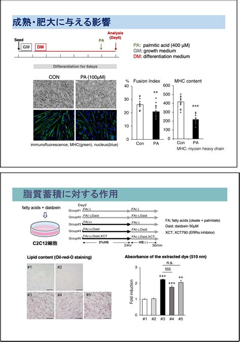 食事摂取基準 2025年版 筋内脂肪蓄積の病態に関する基礎的研究 第32回 植物油栄養懇話会植物油INFORMATION 第110号