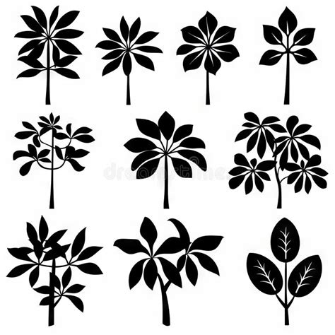 Schefflera Stock Illustrations 388 Schefflera Stock Illustrations