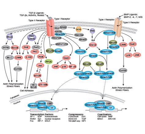 TGF β Smad 信号转导相互作用通路 Cell Signaling Technology
