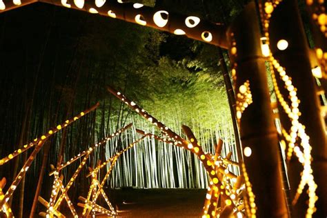 Bamboo Winter Lights