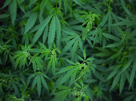 Malaysian Caught With Over 46kg Of Cannabis At Woodlands Checkpoint