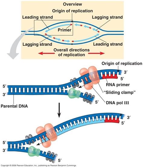 How To Draw Dna Replication Diagram Arlen Simms