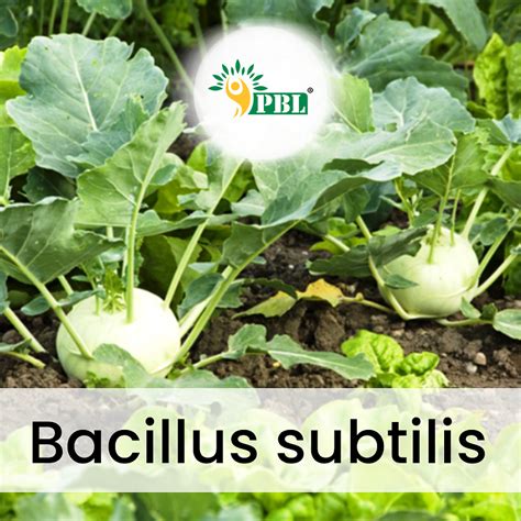 Bacillus Subtilis Fungicide Peptech Biosciences Ltd Medium