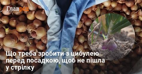Як виростити цибулю без стрілок що треба зробити перед посадкою Главред