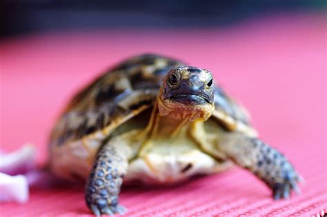Turtles Tortoises Reptile Free Photo On Pixabay