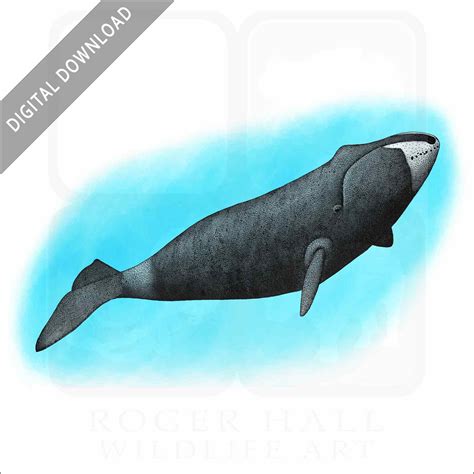 Bowhead Whale Vs Blue Whale