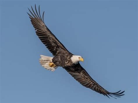 Bald Eagle Overview All About Birds Cornell Lab Of Ornithology