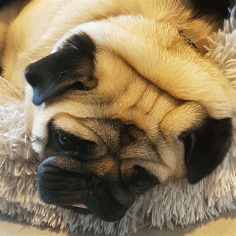 My Cute Lil Pug R Aww