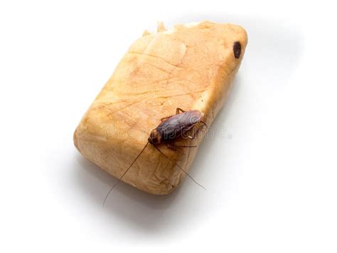 Cockroaches Small Animals Distract A Annoying Causes Of Disease Stock